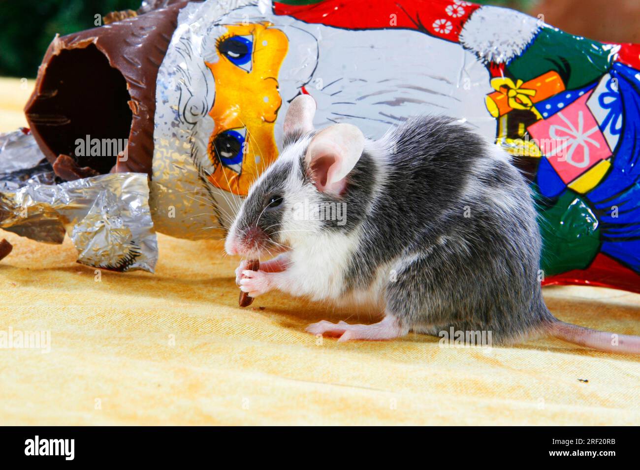 Colour mouse eats chocolate, chocolate Father Christmas Stock Photo - Alamy