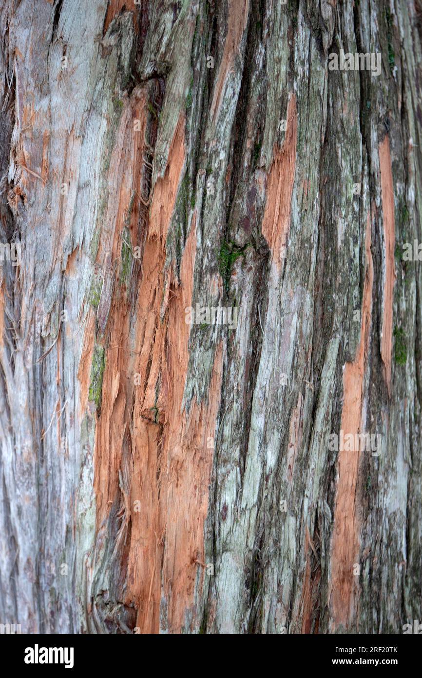 Texture of the bark of an old tree with a red trunk Stock Photo - Alamy