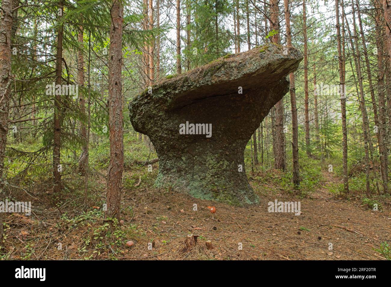 Pillar mushroom chanterelle hi-res stock photography and images - Alamy