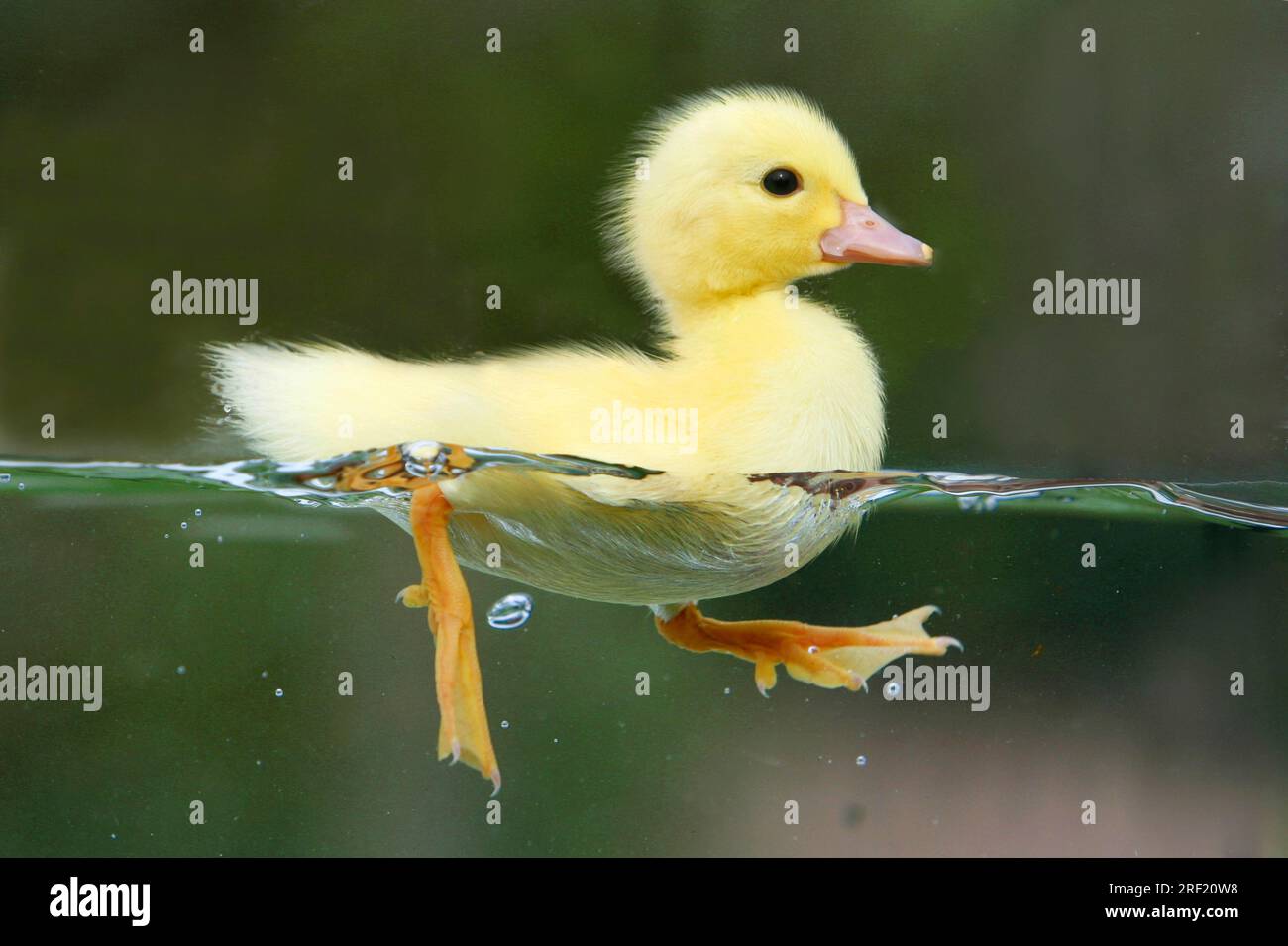 Domestic duck, chick, lateral Stock Photo - Alamy