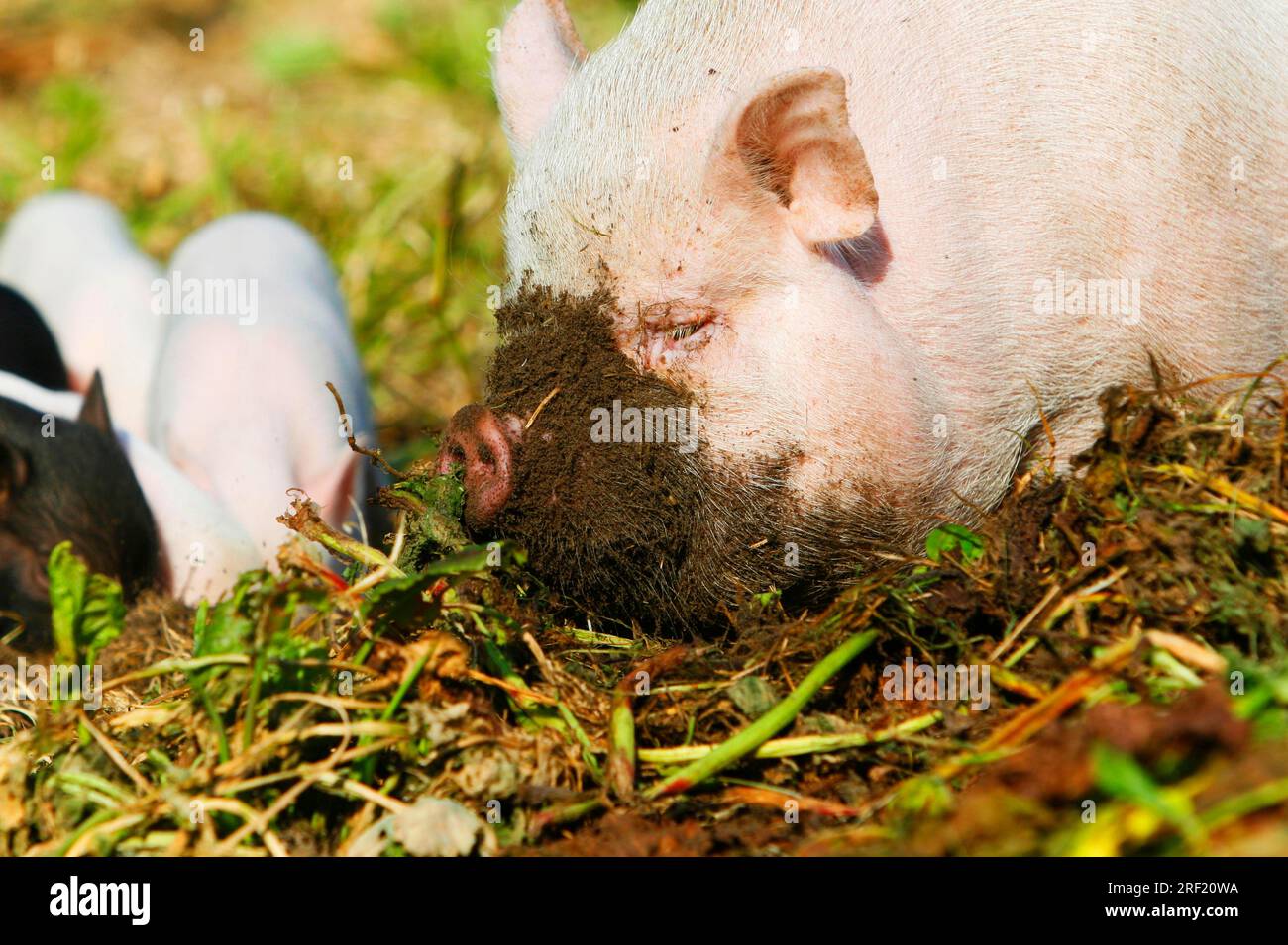 Mini Pig, Pig, Pigs, Dwarf Pig, Mini Piggy, Dirty, Dirty Stock Photo ...
