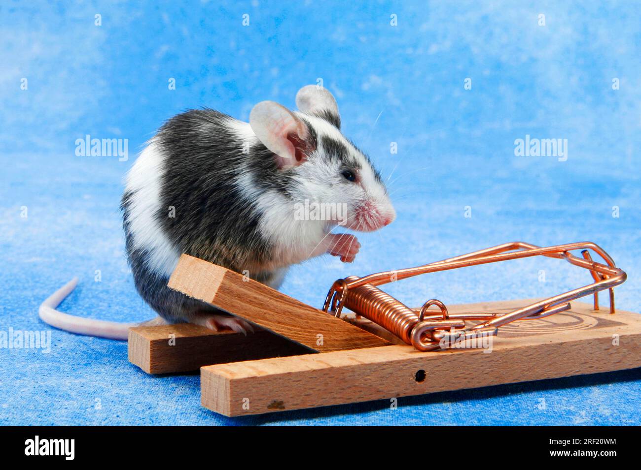 Colour mouse next to mousetrap, percussion trap Stock Photo - Alamy