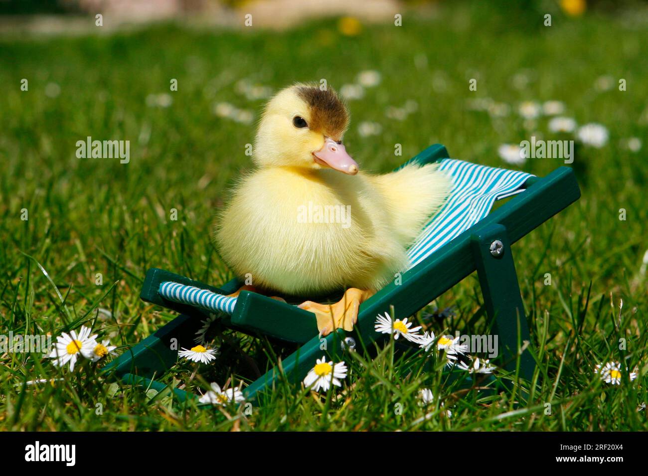 Canvas duck hi-res stock photography and images - Alamy