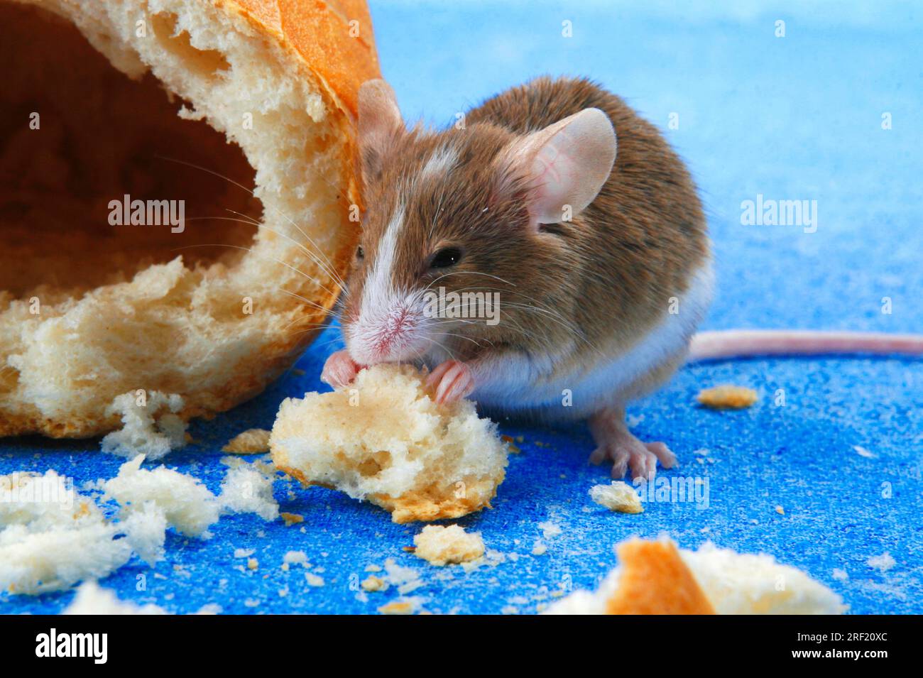 Colour mouse eats bun, roll, bun Stock Photo - Alamy