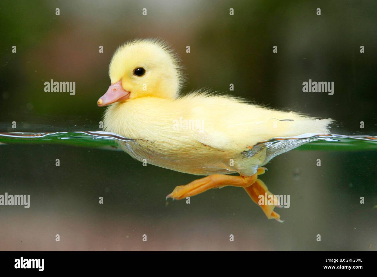 Domestic duck, chick, lateral Stock Photo - Alamy