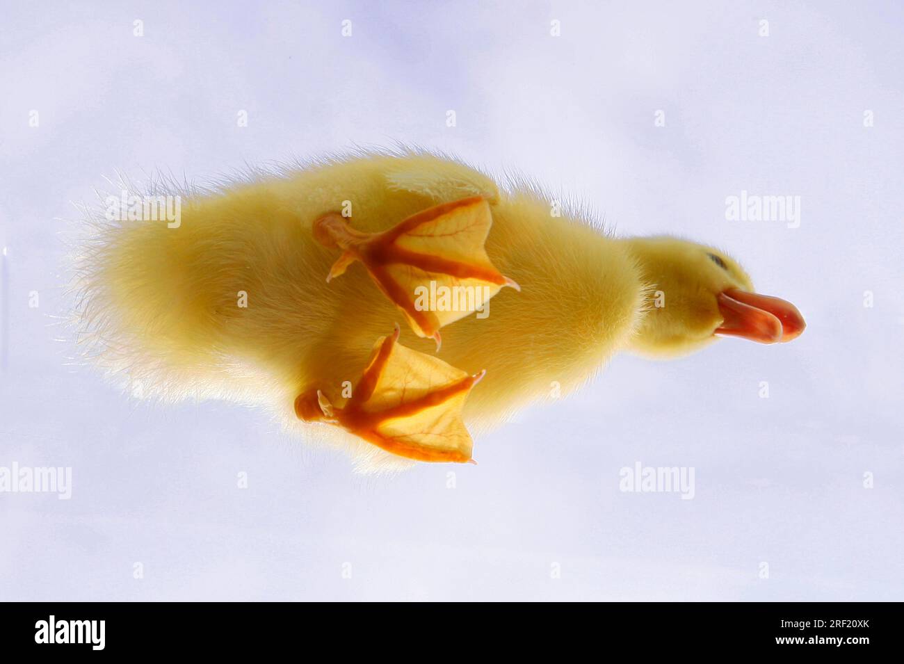 House duck, chick, detachable Stock Photo - Alamy