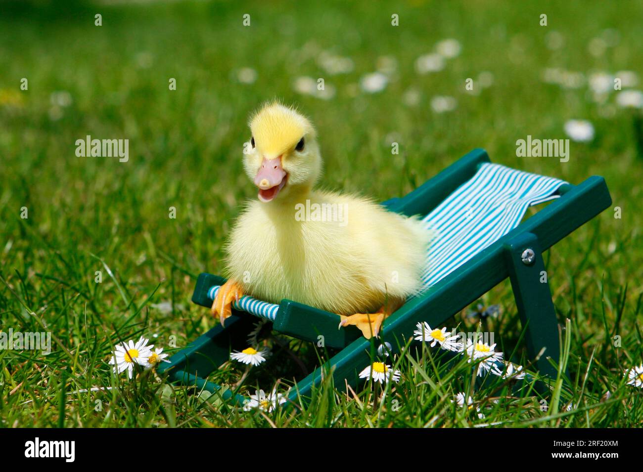 Chick deck chair hi-res stock photography and images - Alamy