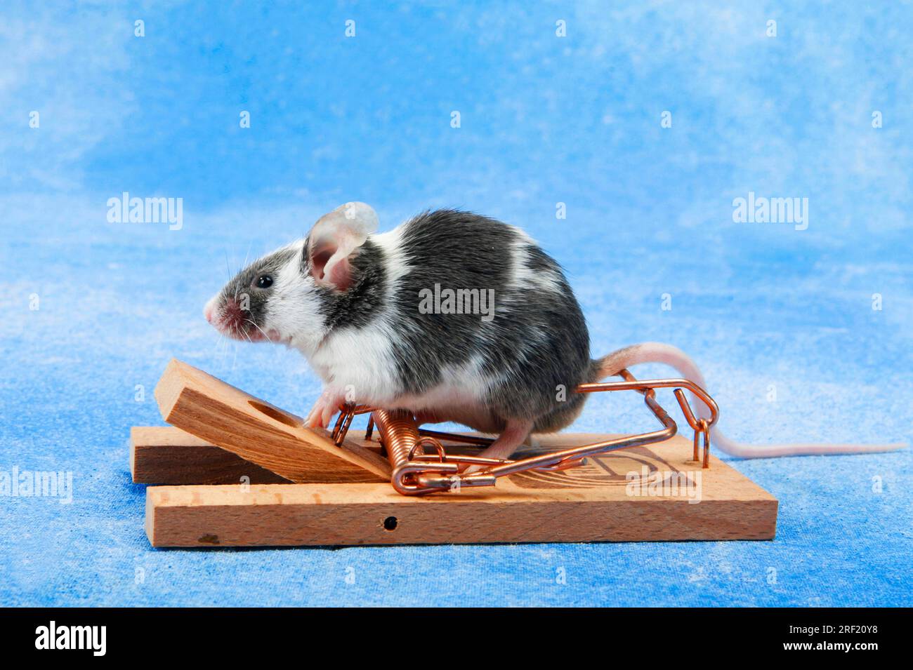 Danger mouse hi-res stock photography and images - Alamy