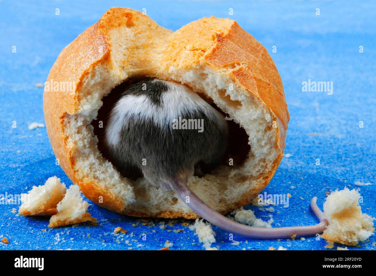 Colour mouse in bun, roll, buns Stock Photo - Alamy