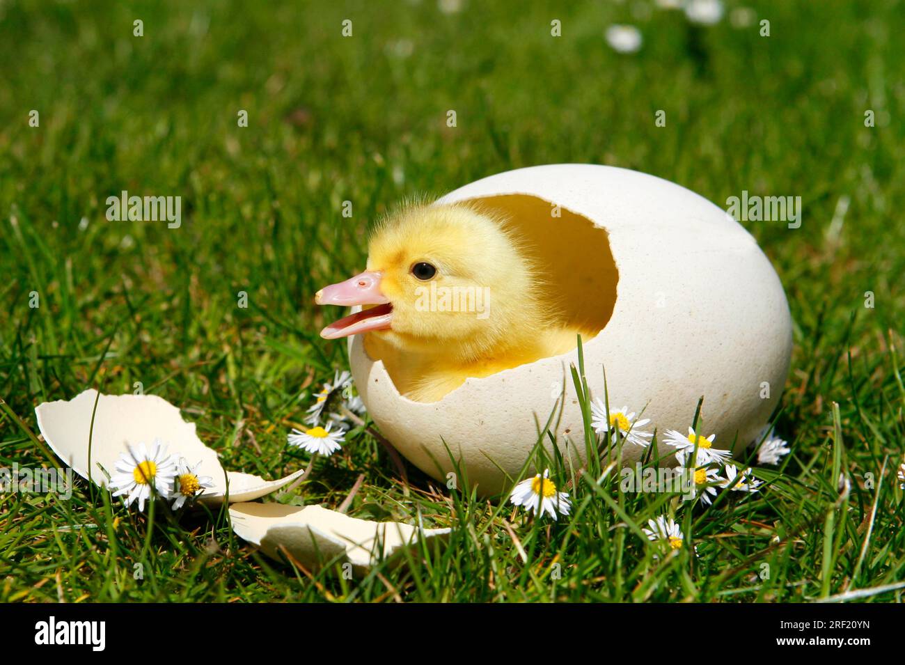 Duckling egg hi-res stock photography and images - Alamy
