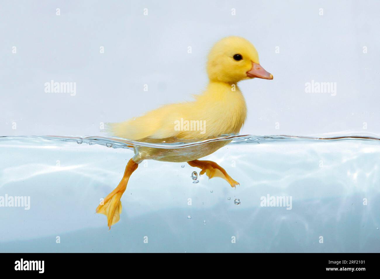 Domestic duck, chick, lateral Stock Photo - Alamy