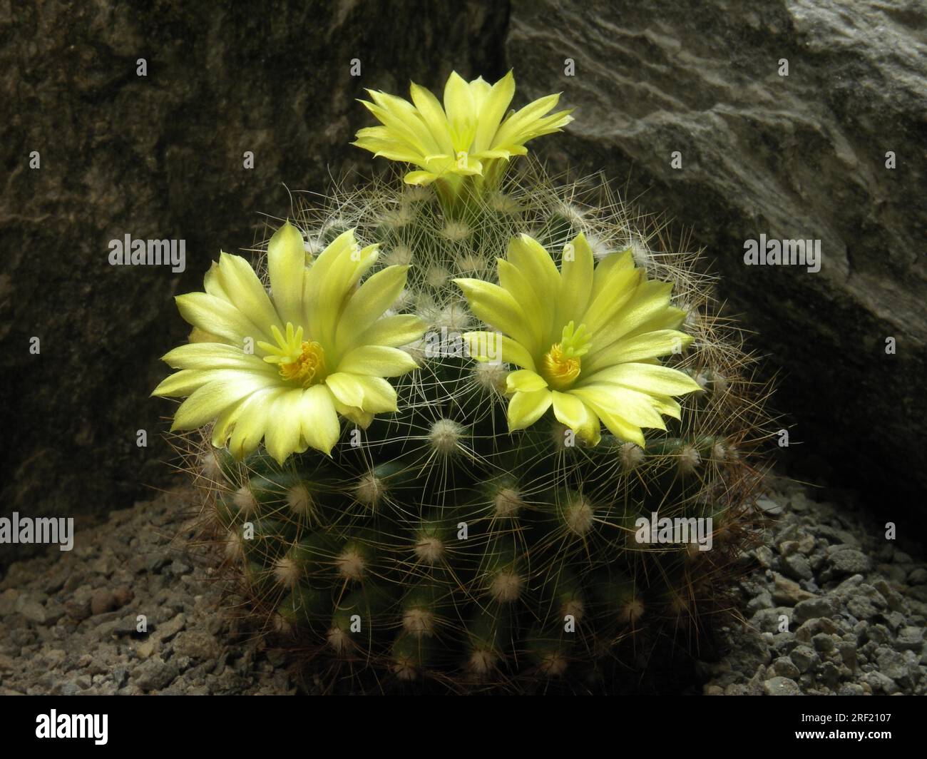 Nipple cactus (Mammillaria) spaerica, old name: Dolichothele spaerica ...
