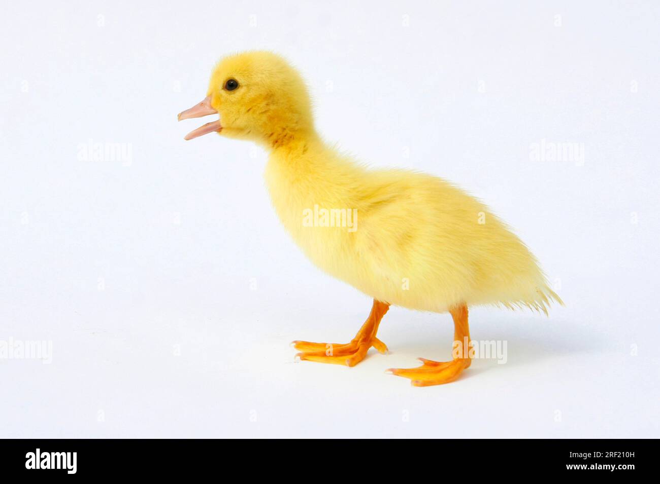 Domestic duck, chick, lateral Stock Photo - Alamy