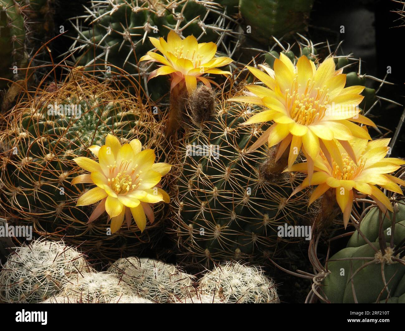 Lobivia hi-res stock photography and images - Alamy
