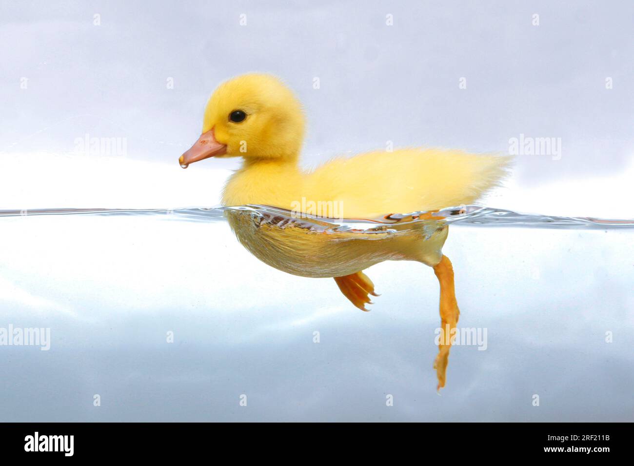 Domestic duck, chick, lateral Stock Photo - Alamy
