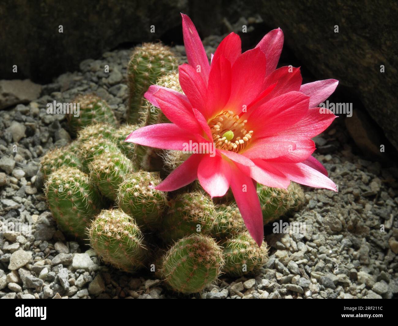 Lobivia silvestrii Hybride El Gigante, newest name: Echinopsis ...