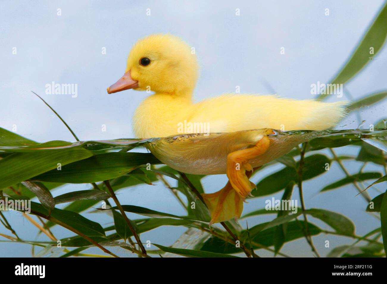 Domestic duck, chick, lateral Stock Photo - Alamy
