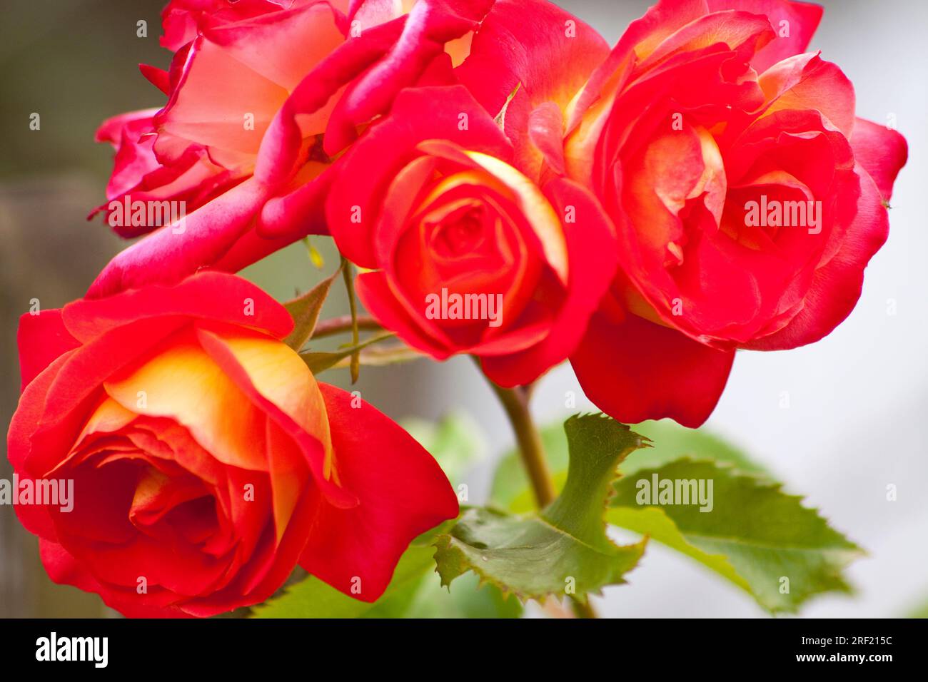 Red Roses (Rosa) in an English Garden Hook Norton Oxfordshire England ...