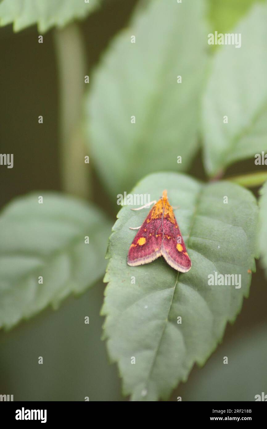 Mint Moth (pyrausta aurata) during the Daytime in a Cotswolds Garden ...