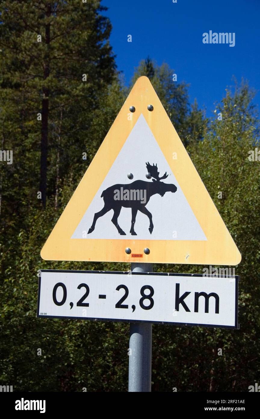 Warning sign 'Moose crossing the roadway', Norway Stock Photo - Alamy