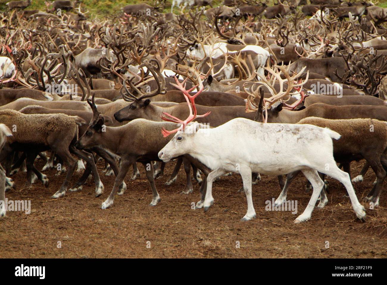 Reindeer (Rangifer tarandus) Camp of the reindeer nomads, Kamchatka ...