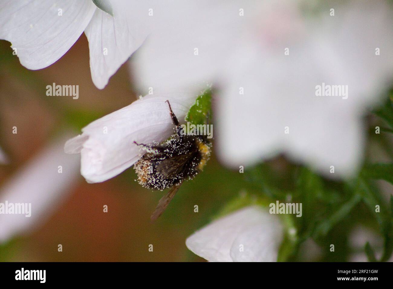 Honey Bee (apis) in Flight with the Tree Mallow (Lavatera) in close up ...