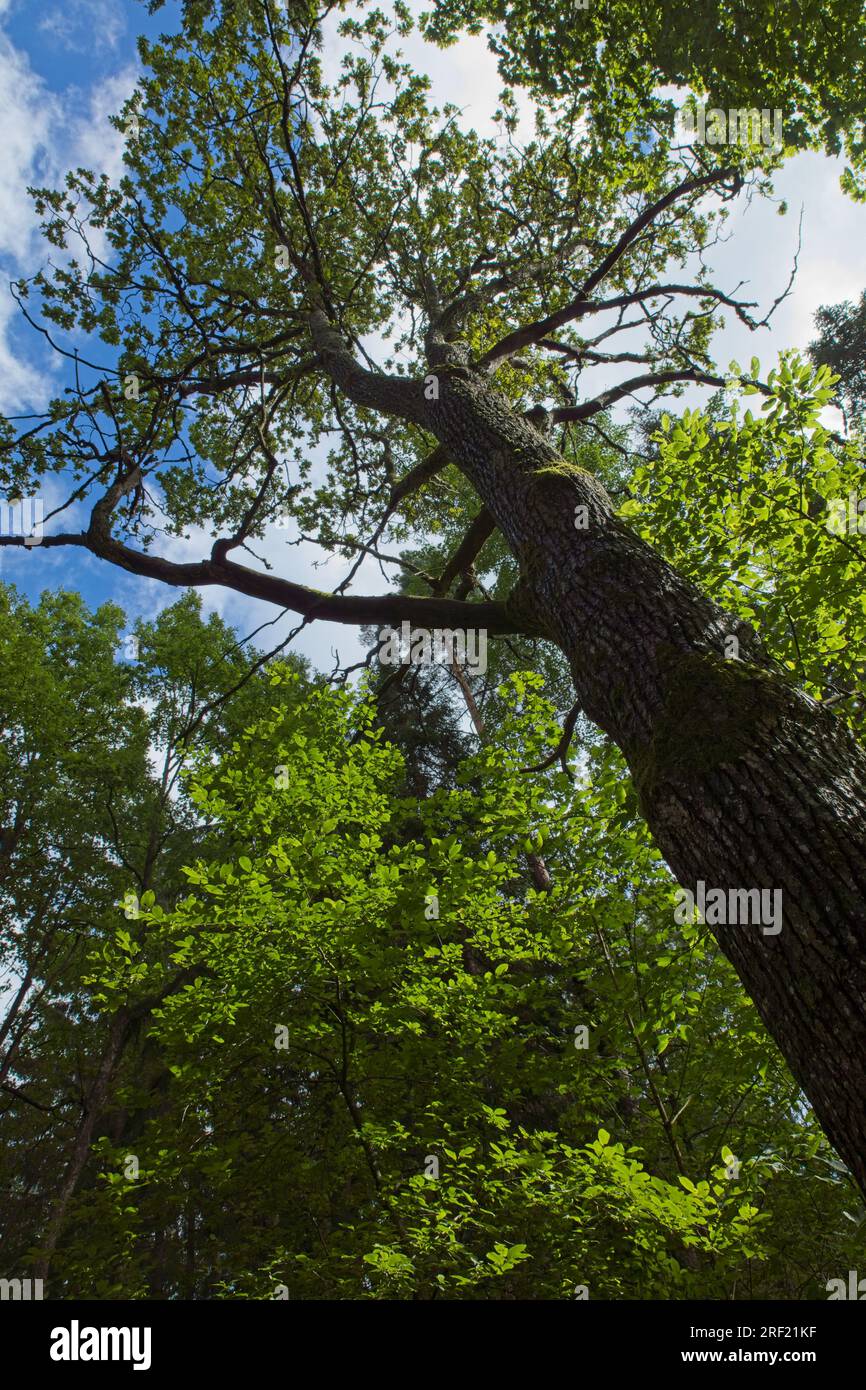 Spread out branches hi-res stock photography and images - Alamy