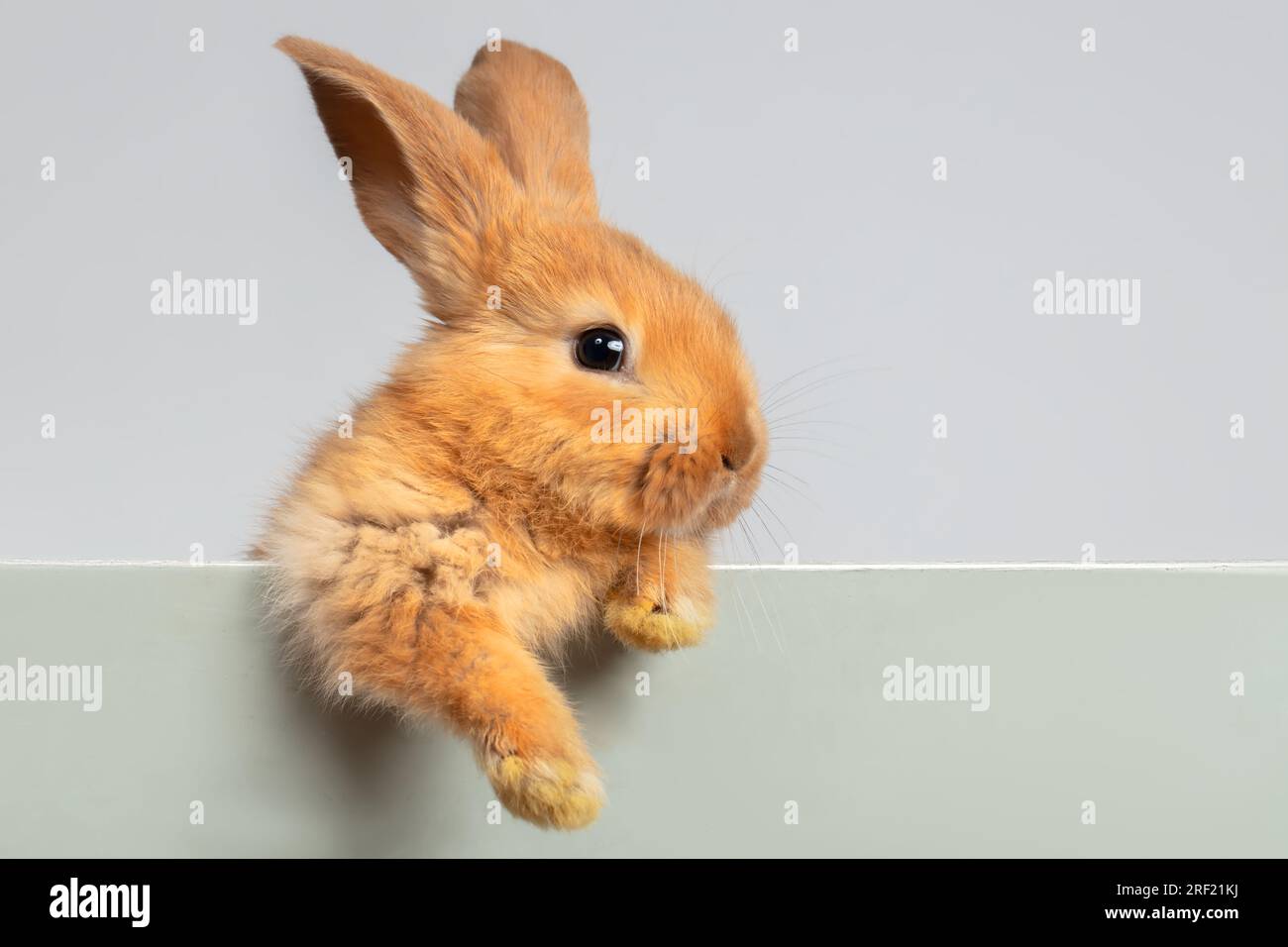A funny red rabbit hung its fluffy paw on the board Stock Photo - Alamy