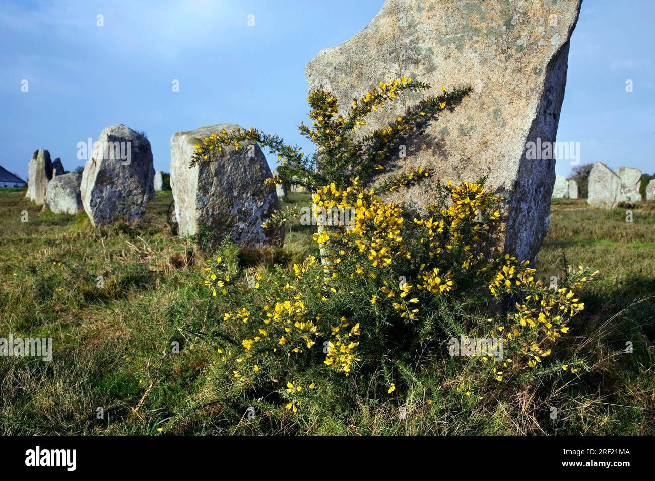 Megaliths in rows, Carnac, Morbihan, Brittany, Karnag, Menhir, Menhirs ...
