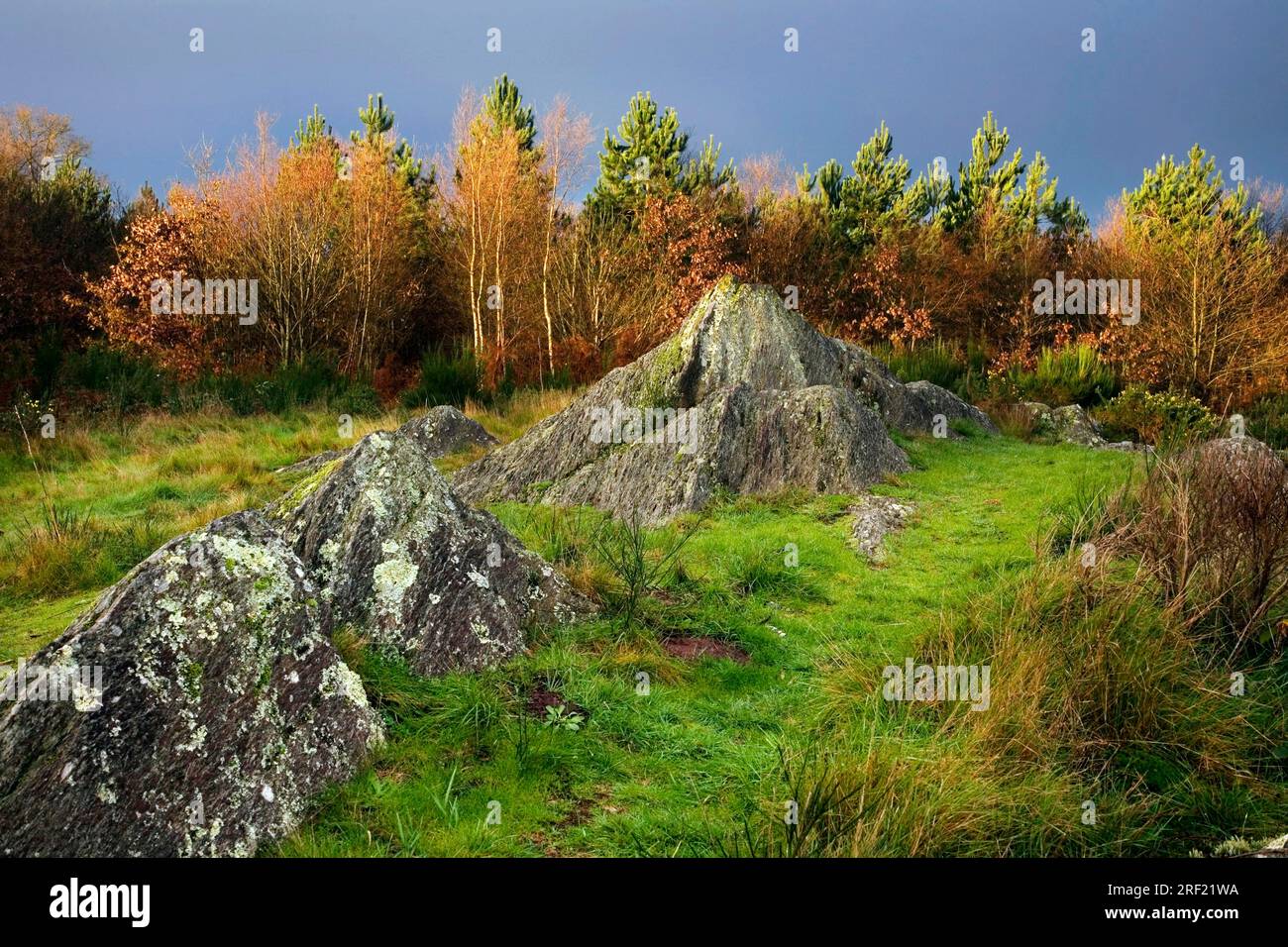 Paimpont Forest, Broceliande, Brittany, Merlin, saga, legendary, legend ...