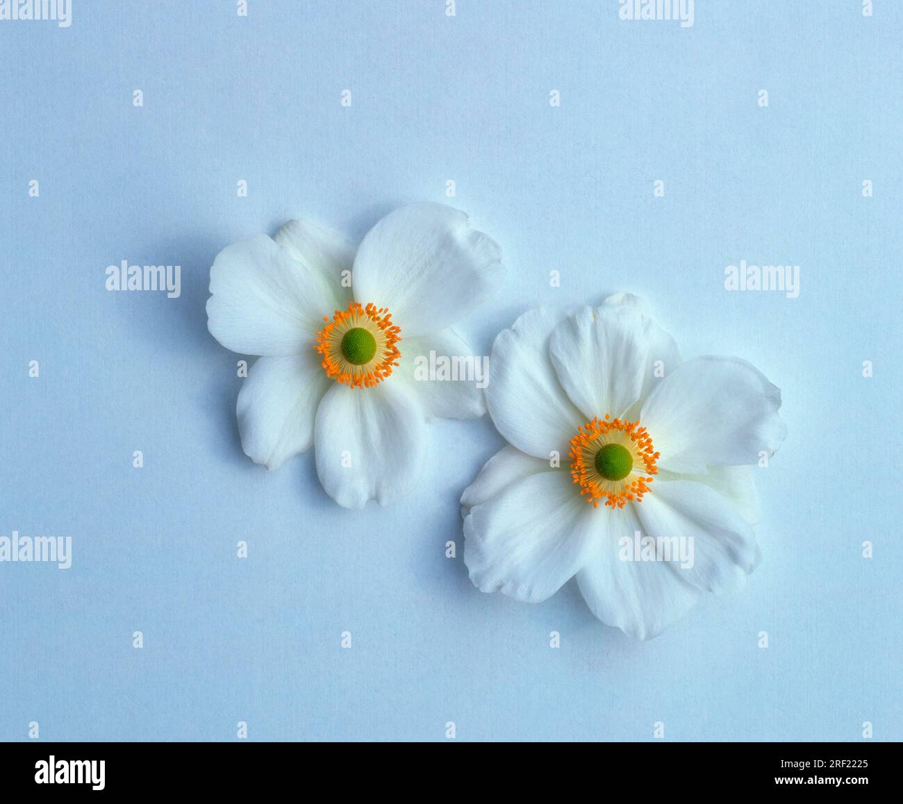 Autumn anemones, Japanese anemone (Anemone japonica Stock Photo - Alamy