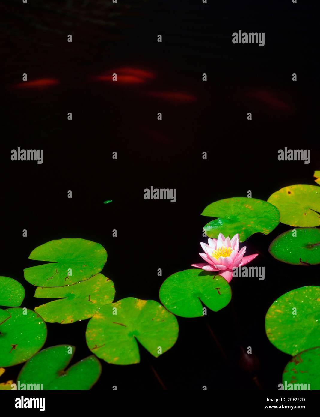 Water lily series hi-res stock photography and images - Alamy