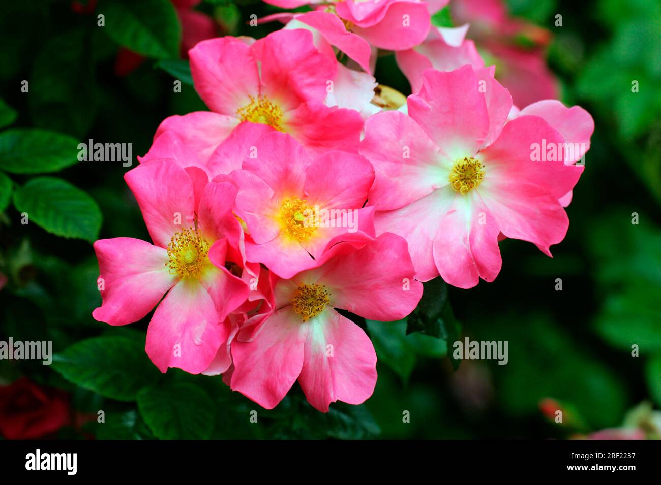 Rosa ruler hi-res stock photography and images - Alamy