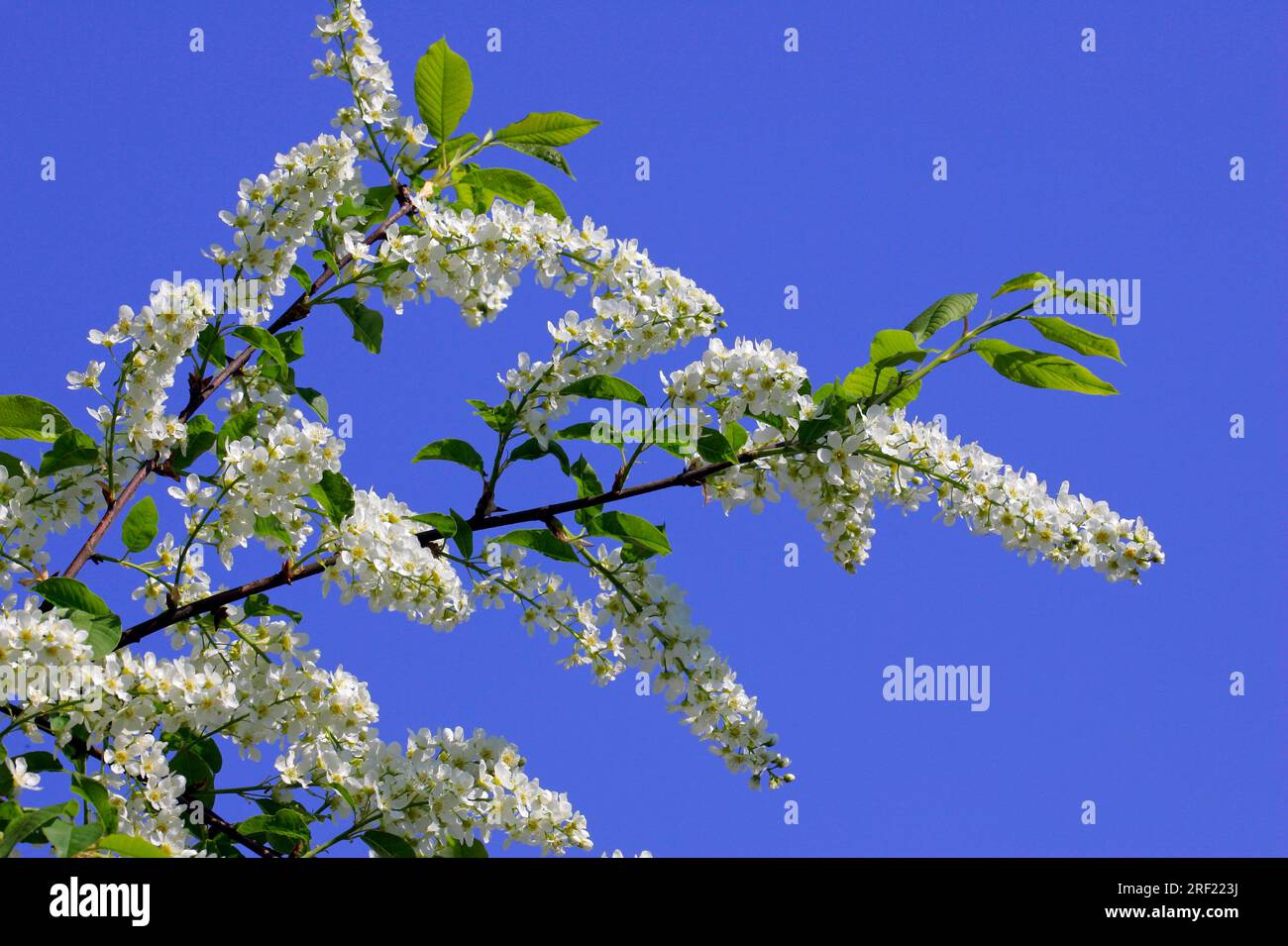 Bird Cherry, Germany (Prunus padus), Birdcherry Stock Photo - Alamy
