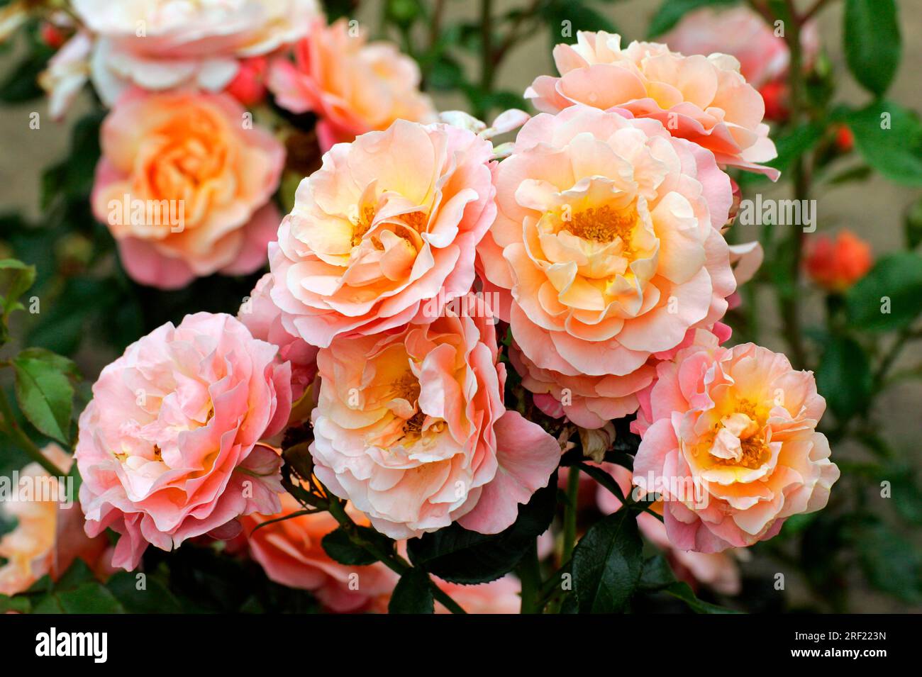 Rose marie curie hi-res stock photography and images - Alamy