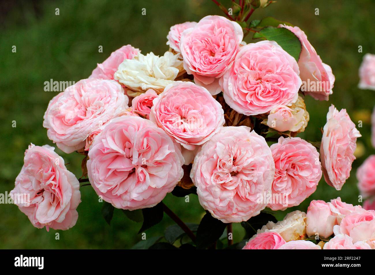 Rose 'Maria-Theresia' (Rosa Stock Photo - Alamy