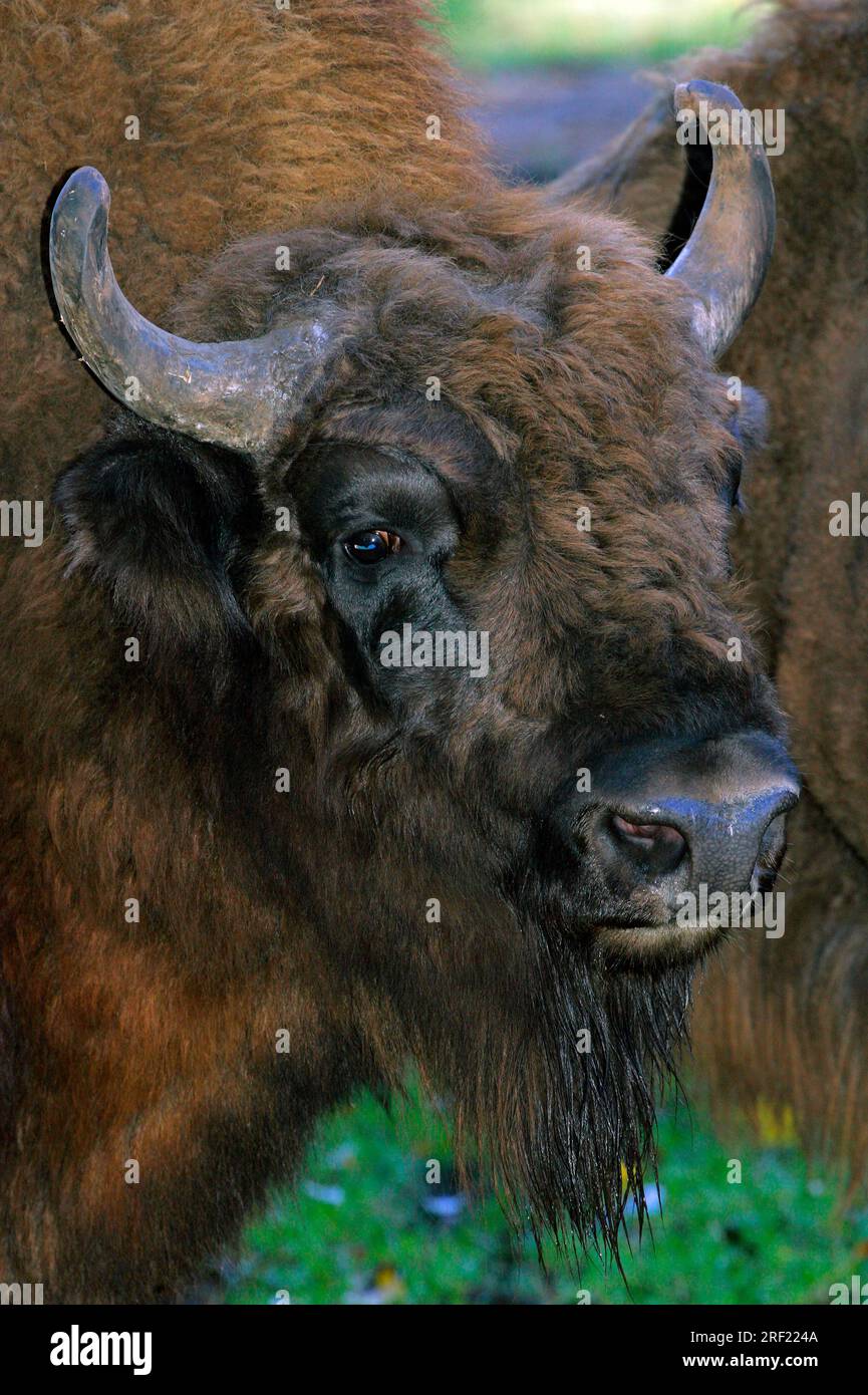 European bison (Bison bonasus Stock Photo - Alamy