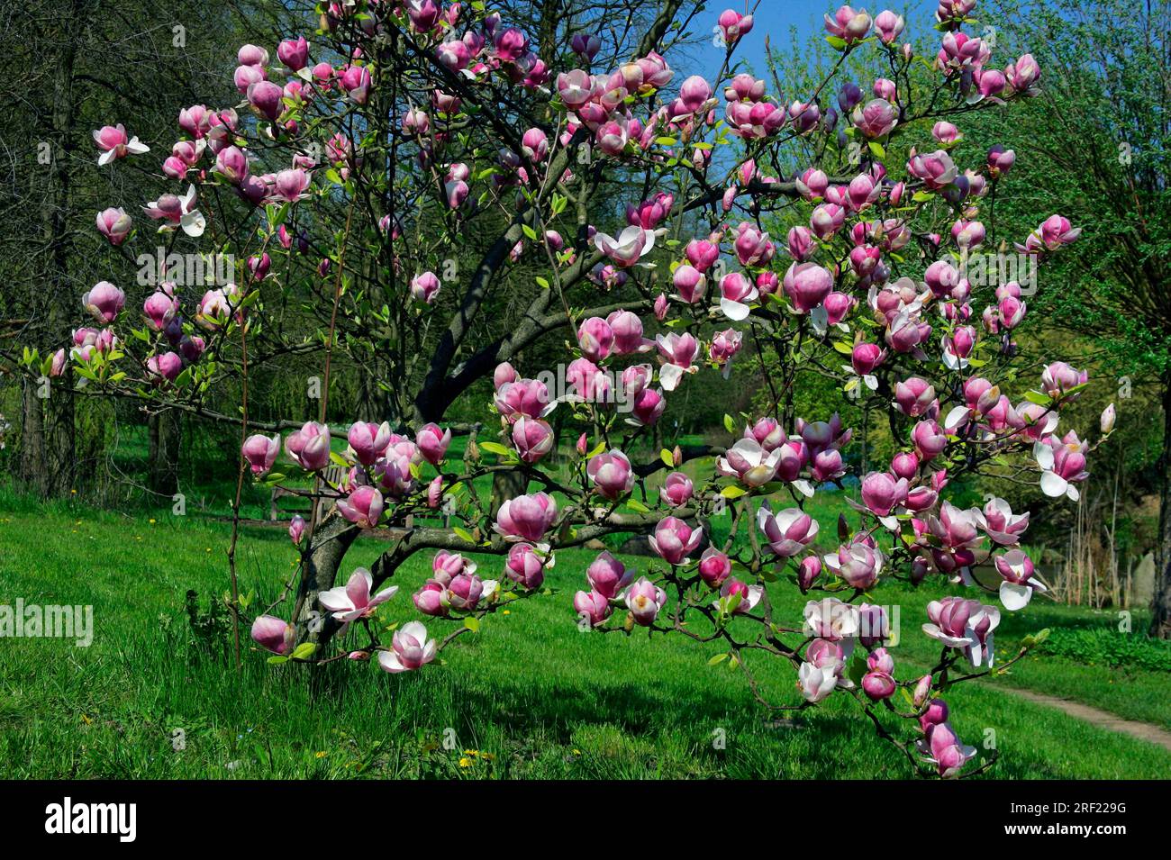 Magnolia 'Rustica Rubra' (Magnolia x soulangiana Stock Photo - Alamy