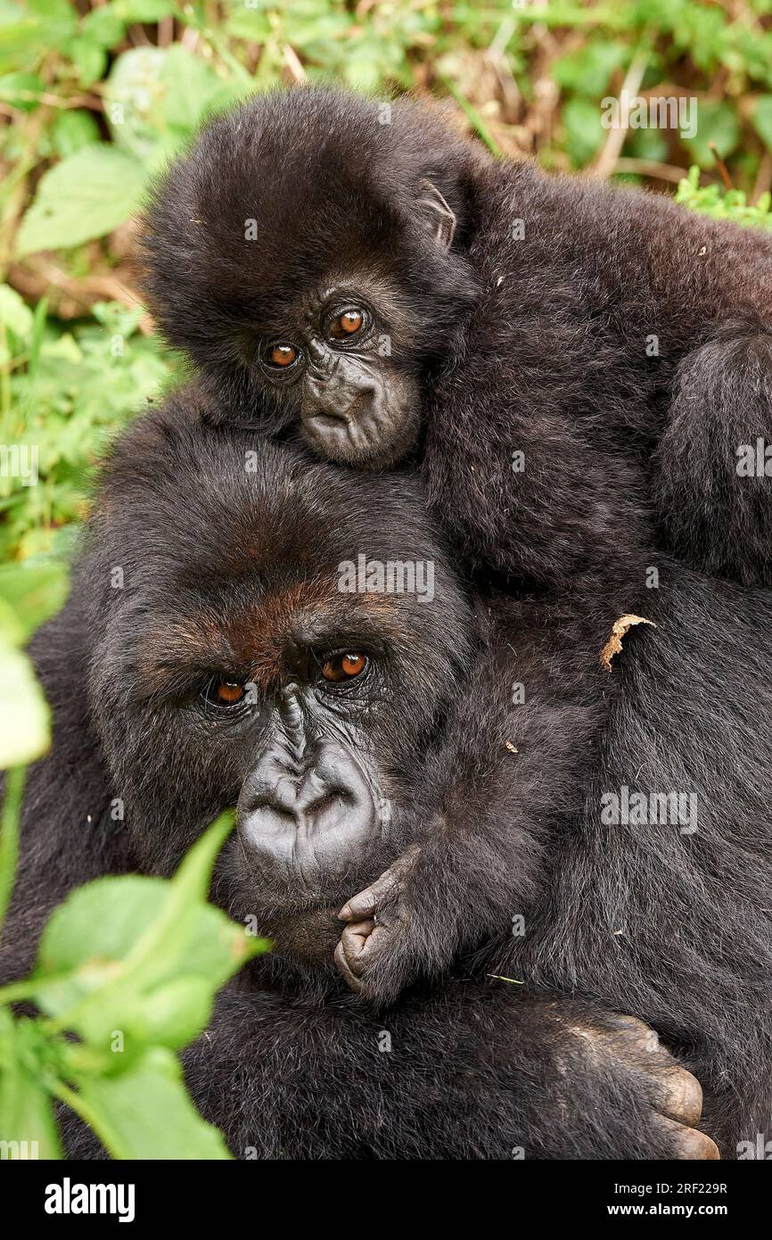 A little hanging around on top of mum for the baby gorilla. Volcanoes ...