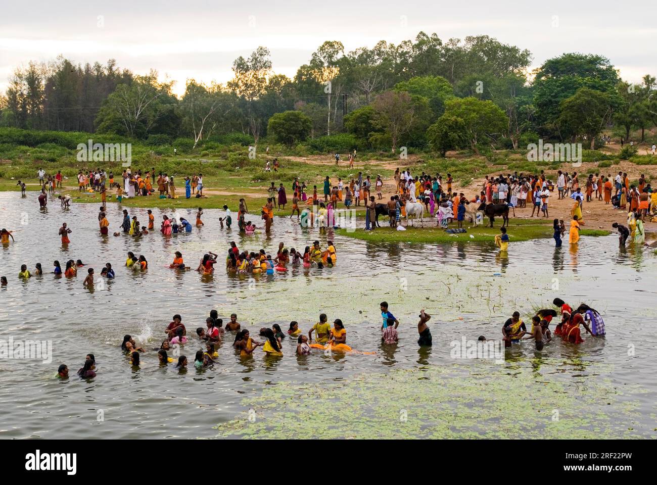 Pilgrims bathing in river Thamirabarani near Tiruchendur during Vaikasi ...