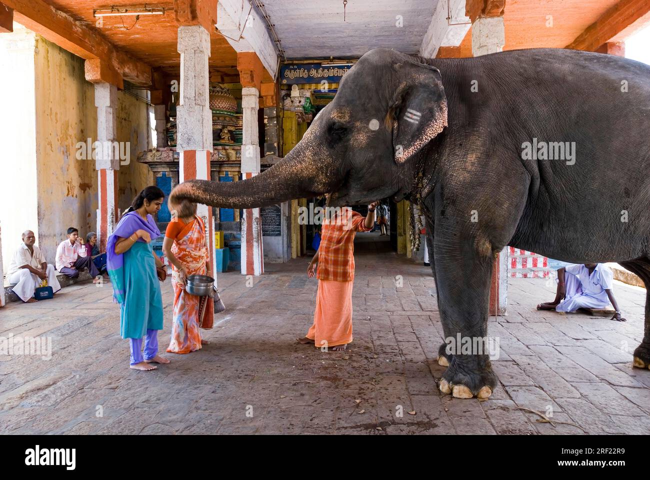 Devotees receiving blessings from the temple elephant at Adi ...