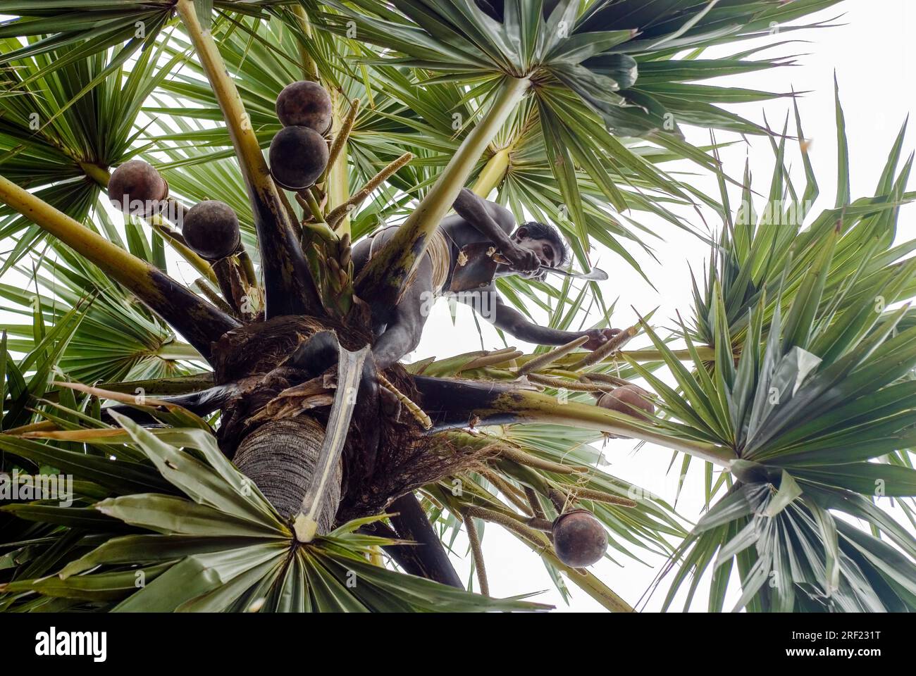 Palm sap india hi-res stock photography and images - Alamy
