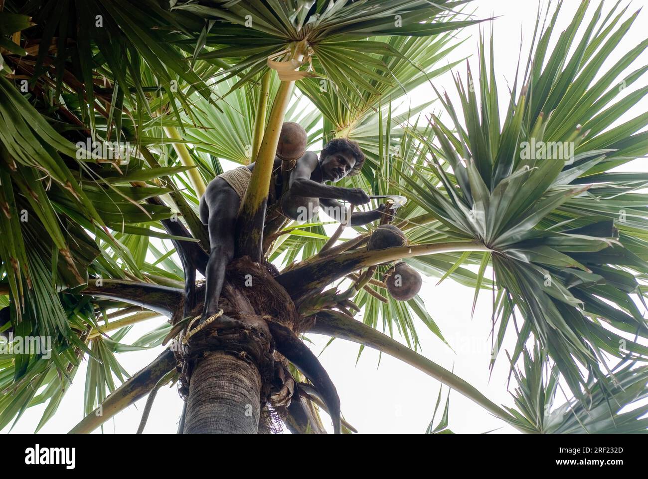 Palm sap collected by tapper near Tiruchendur, Tamil Nadu, South India ...