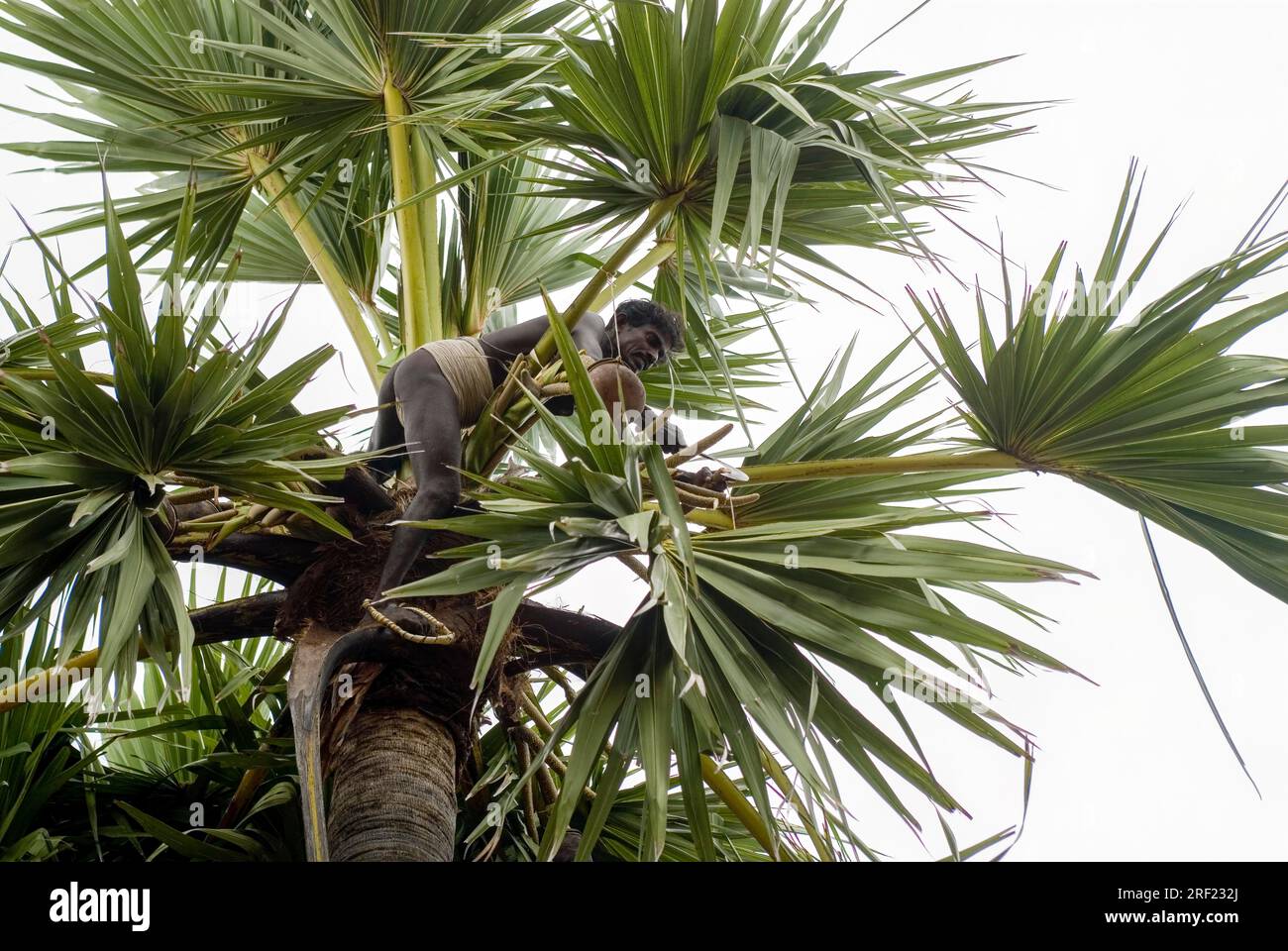 Palm sap collected by tapper near Tiruchendur, Tamil Nadu, South India ...