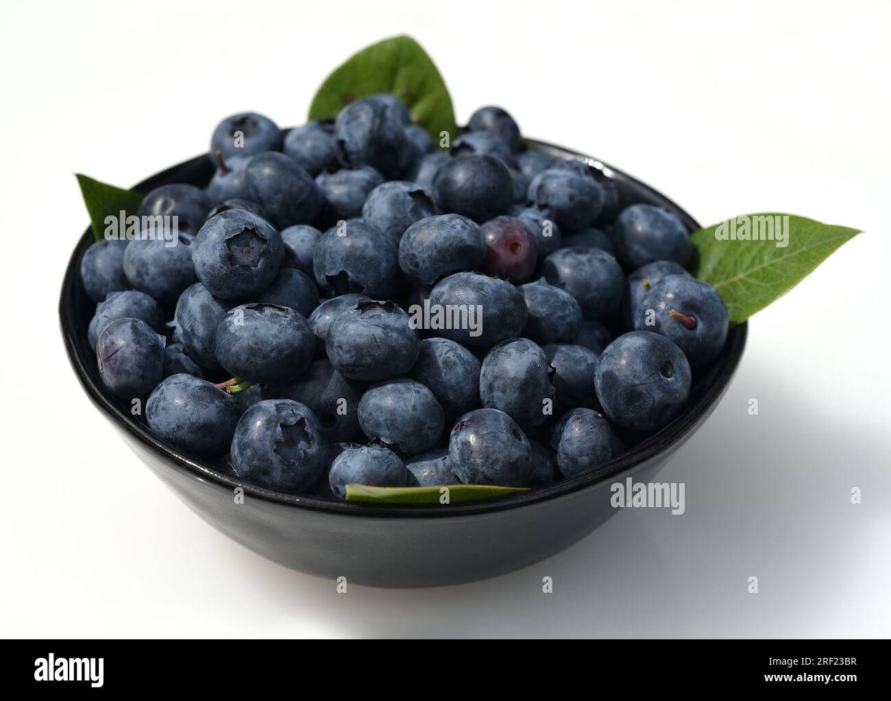 Bilberry or bilberry, vaccinium myrtillus, is a tasty berry plant with ...
