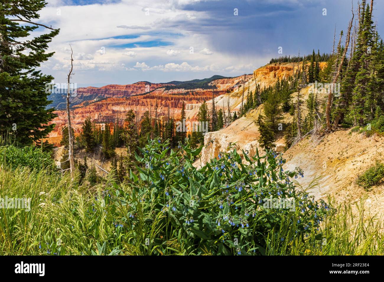 A view of the red rock cliffs of the Amphitheater at Cedar Breaks ...