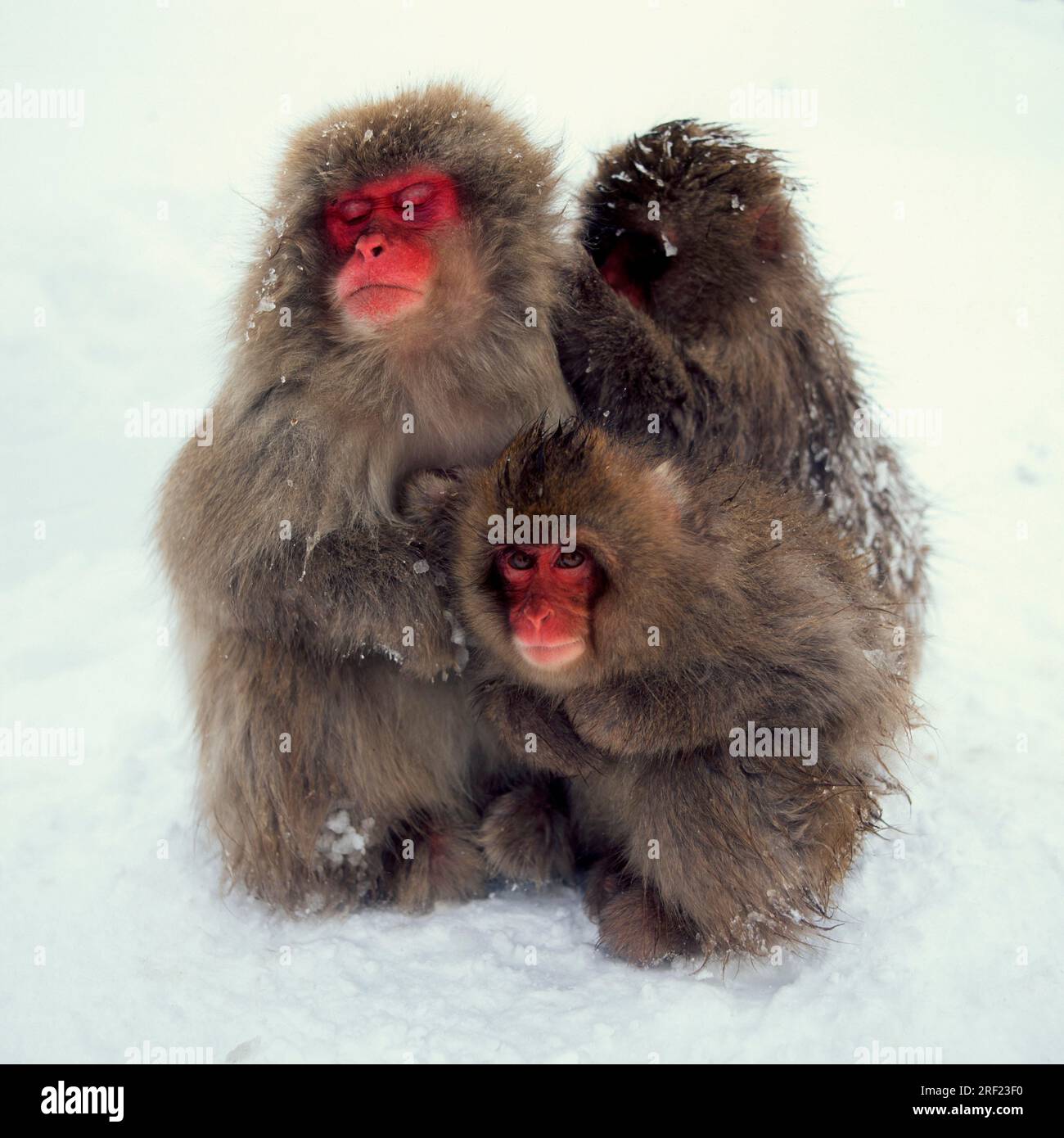 Macaques japan hi-res stock photography and images - Alamy