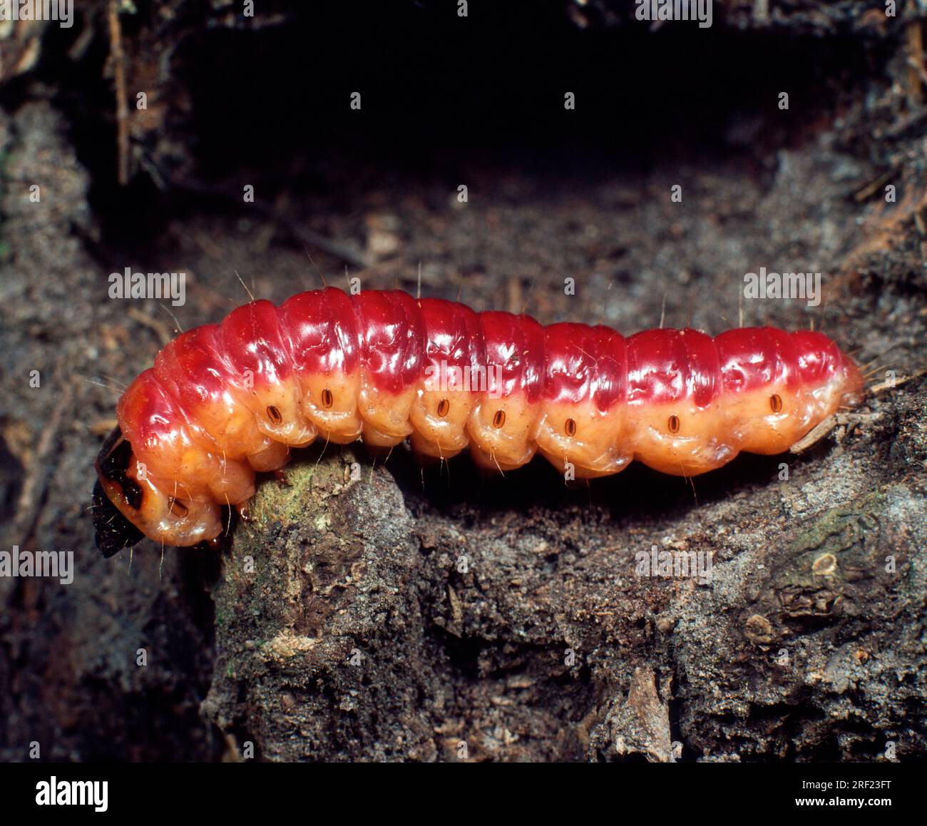Goat moth (Cossus cossus Stock Photo - Alamy