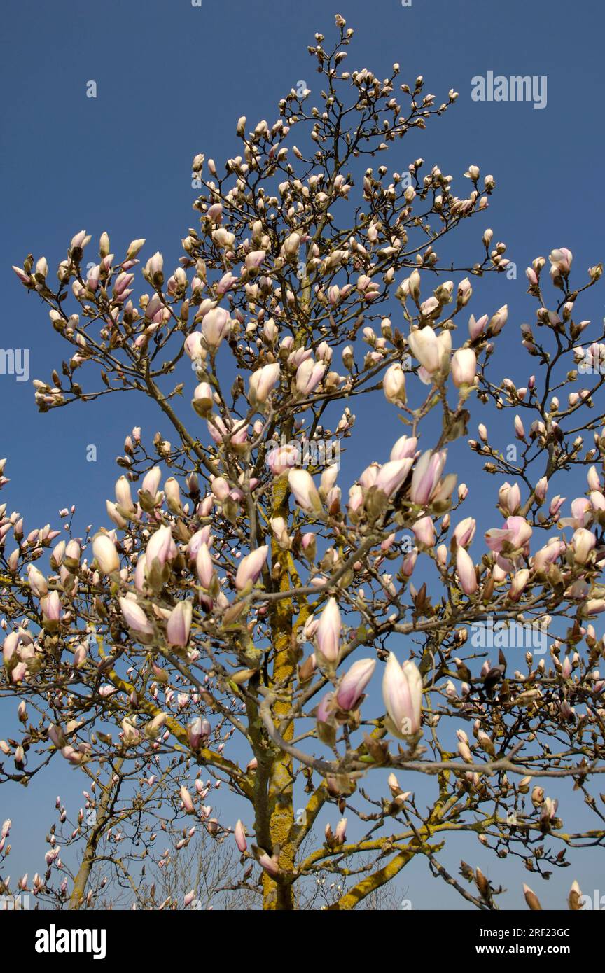 Magnolia 'San Jose' (Magnolia soulagniana Stock Photo - Alamy