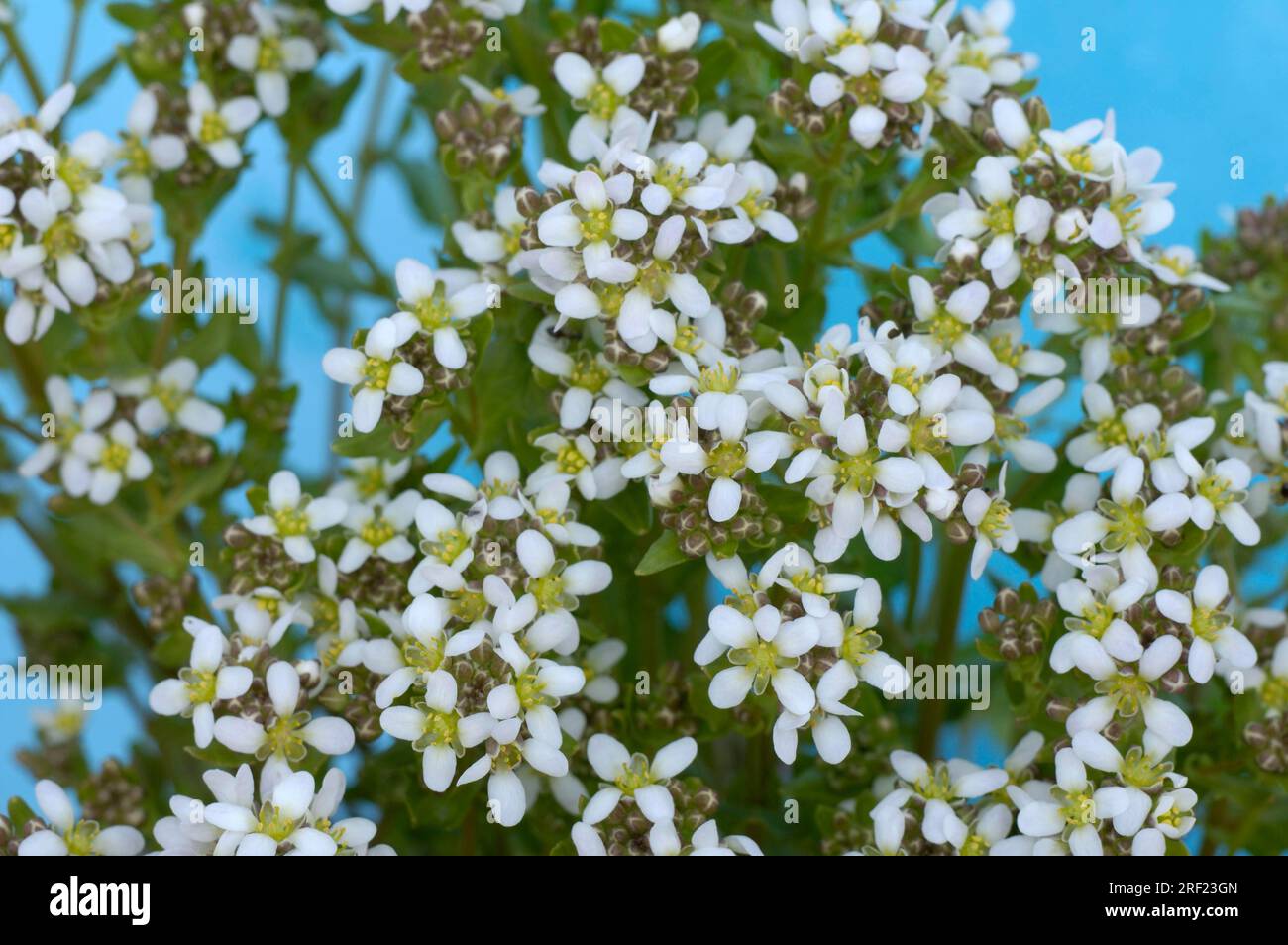 Spoonbane, true spoonwort (Cochlearia officinalis), scurvy, bittercress ...